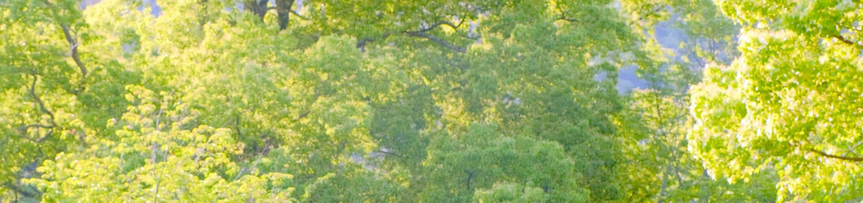 [1 Person Group] Meet adorable deer, stroll through ancient capitals ...